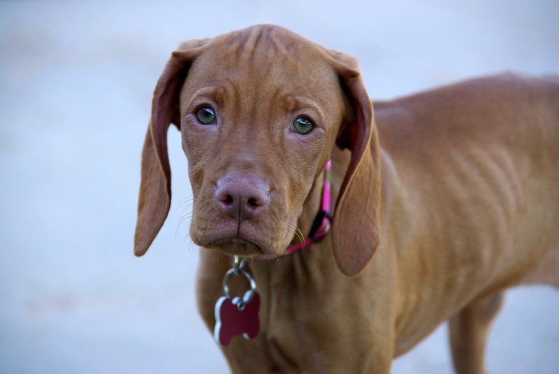 11 highly expressive dog breeds that seem to understand people on ...