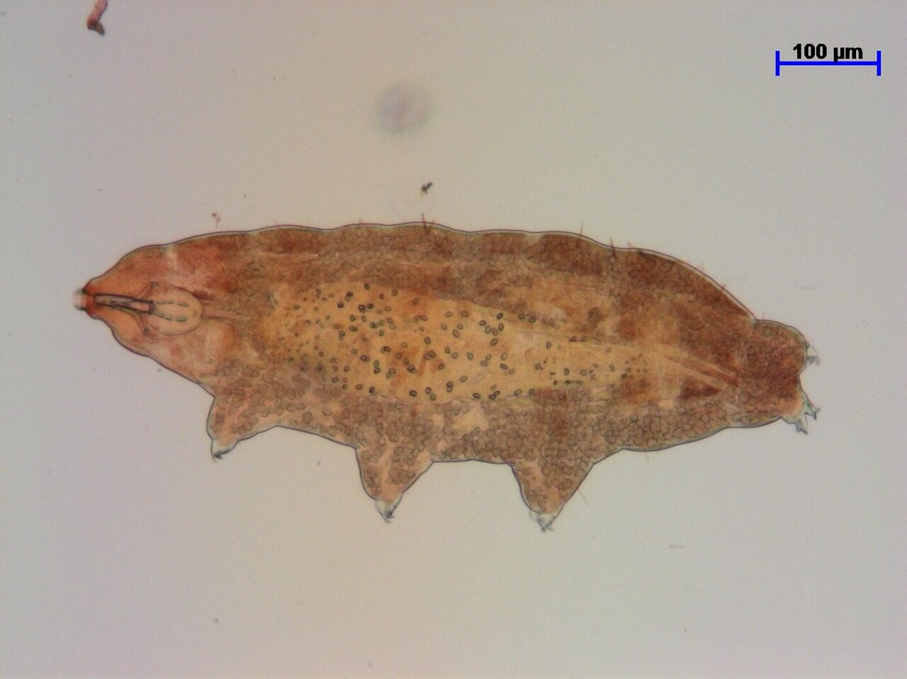Tardigrades reveal extreme heat-blocking survival trick while in tun state