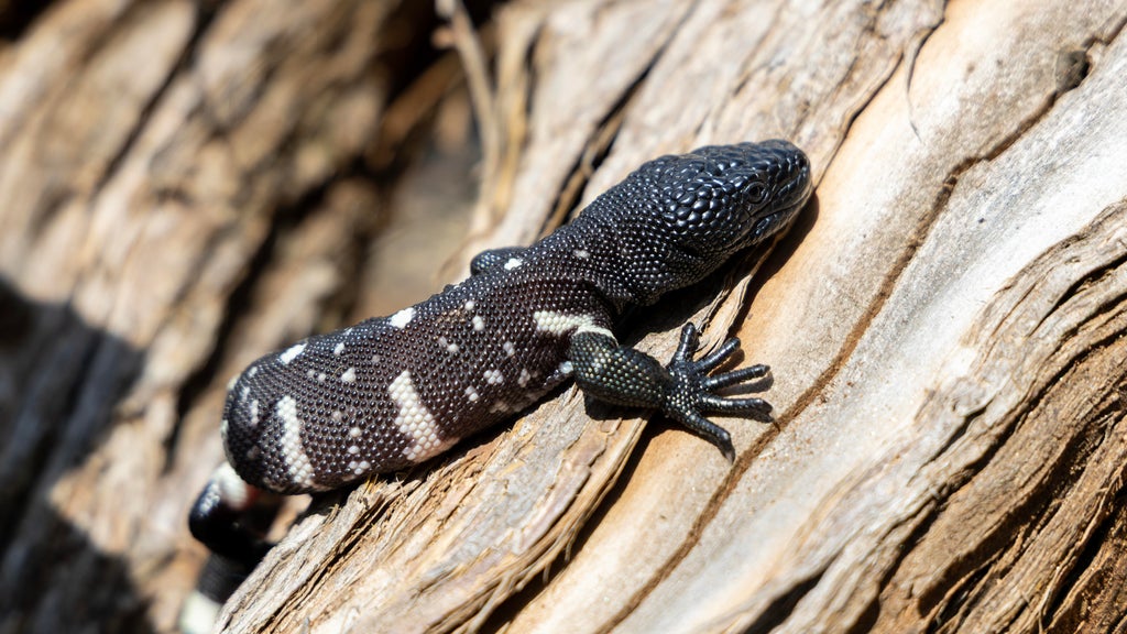 Extremely rare Guatemalan bearded lizards hatch at Zoo Atlanta