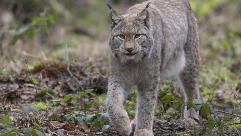 Schädel in Plastiktüte: Verstümmelte Überreste von Luchs aus ...