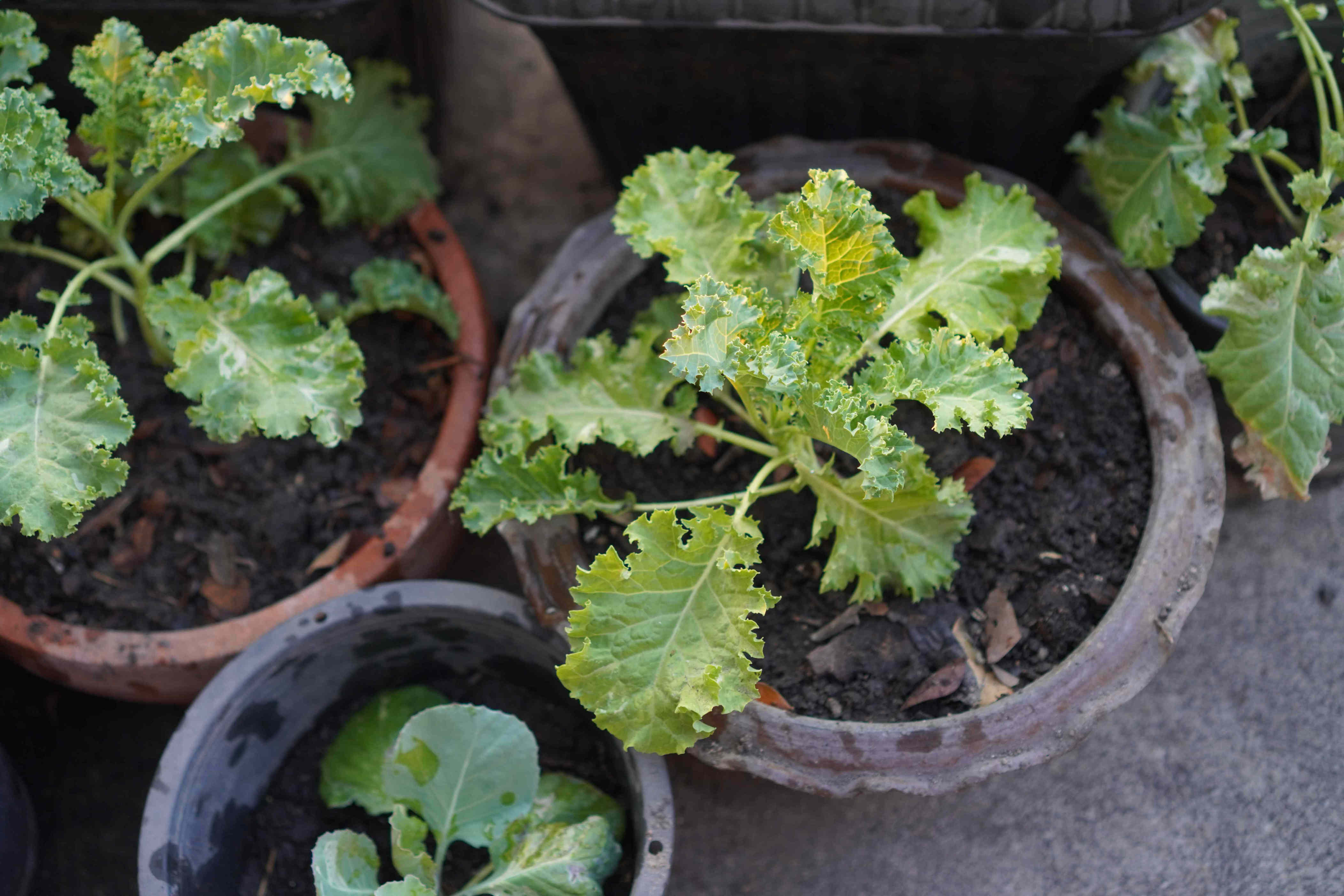 7 shade-friendly fruits and vegetables you can grow in patio pots
