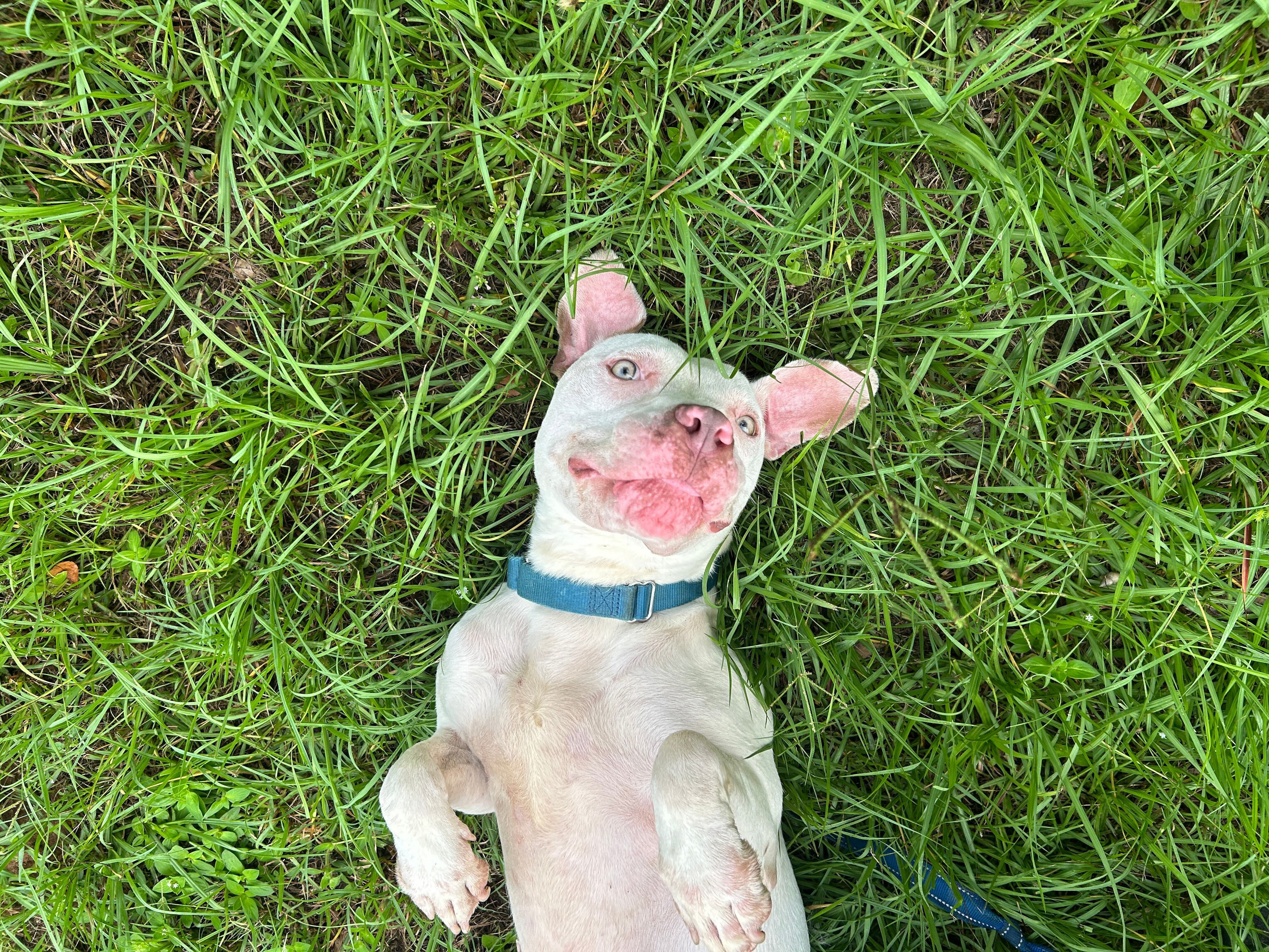 Furry Friday: Enjoy the longer days with these friendly goofballs