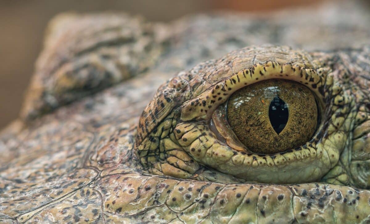 Buried in New Mexico for over 200 million years, researchers found the ...