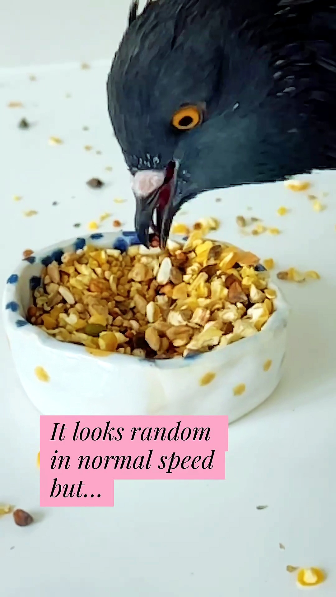 Un pigeon mange au ralenti et on comprend mieux la galère