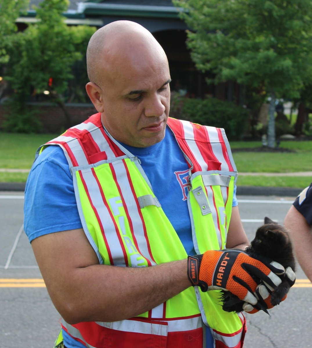 Look: Kitten rescued from Connecticut sewer system