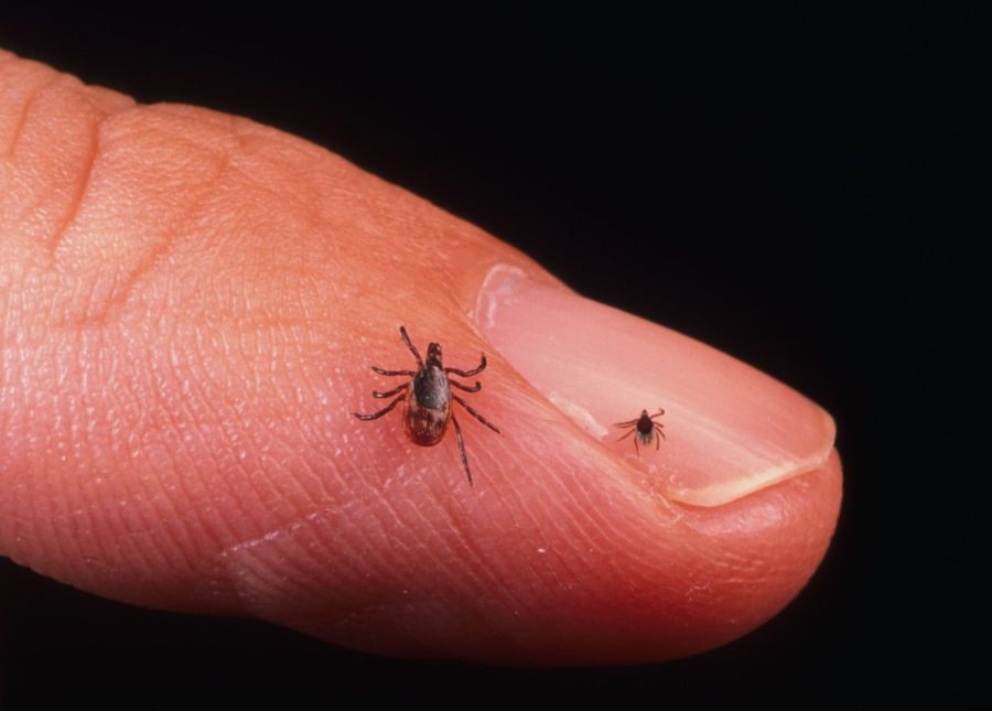 US tick activity at highest in a decade. Here’s how to protect yourself