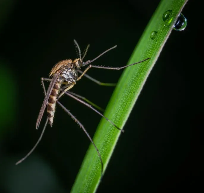 4 native plants that act as natural mosquito repellents for your patio