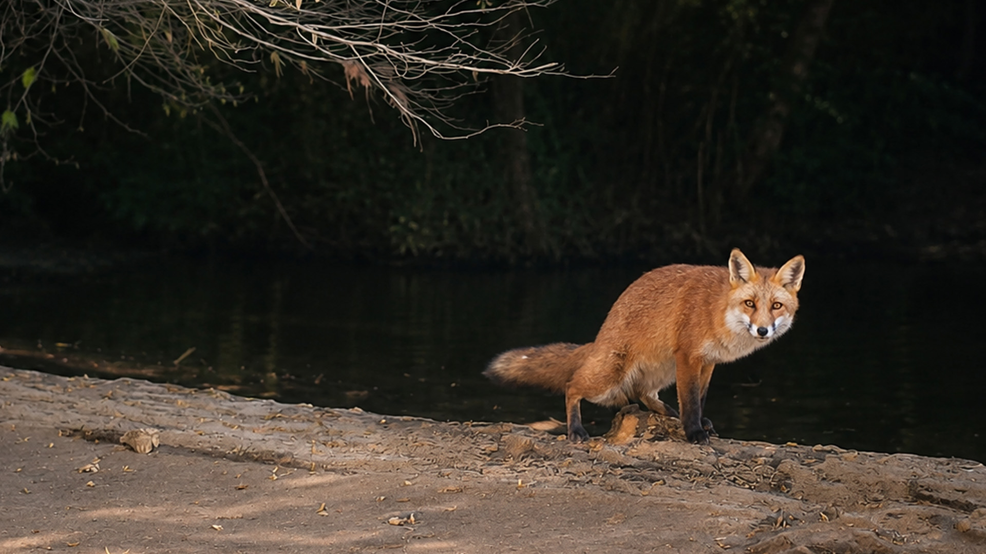 This fox stopped to mark the path in front of a hidden camera