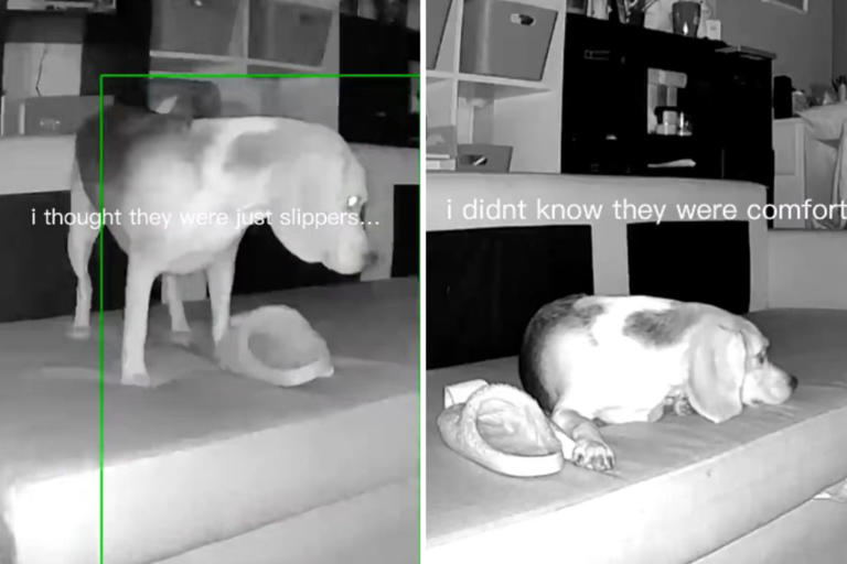 Cam captures dog taking slippers at night, then owner realizes reason why
