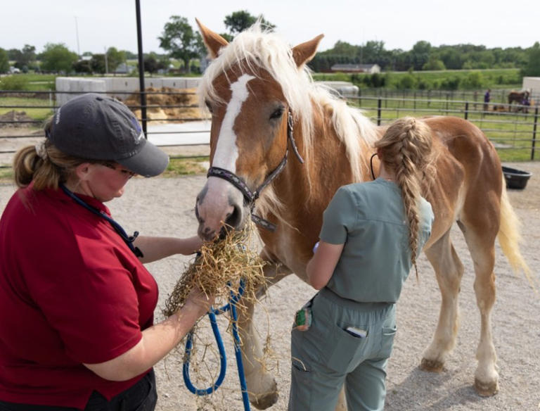 ARL rescues nearly a dozen more horses less than 48 hours after first ...
