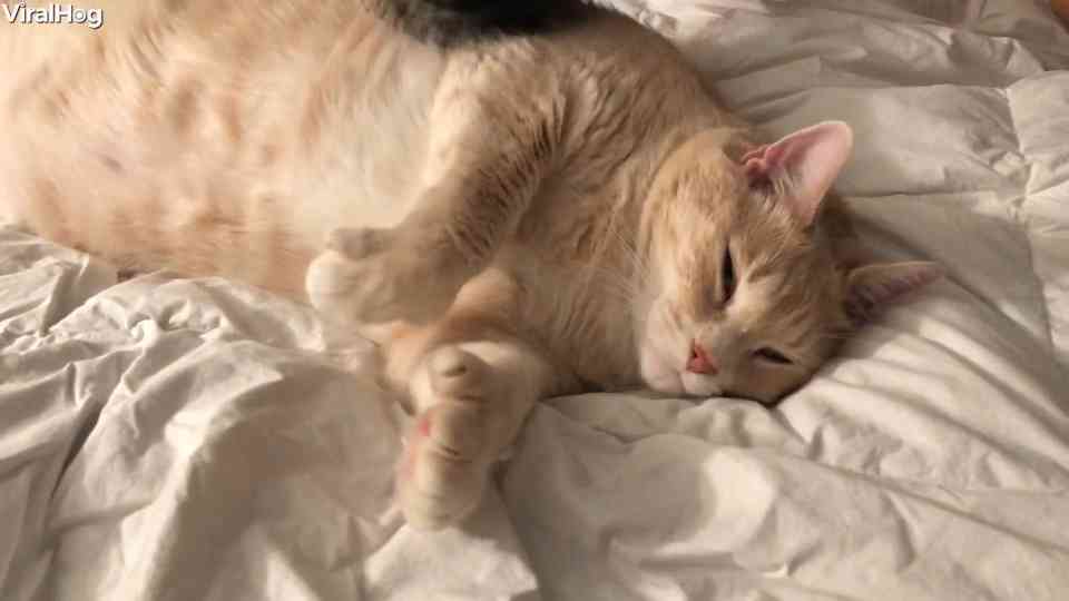 Cat completely melts during belly rubs