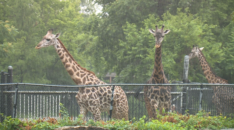 New-and-improved giraffe habitat opens at Kansas City Zoo