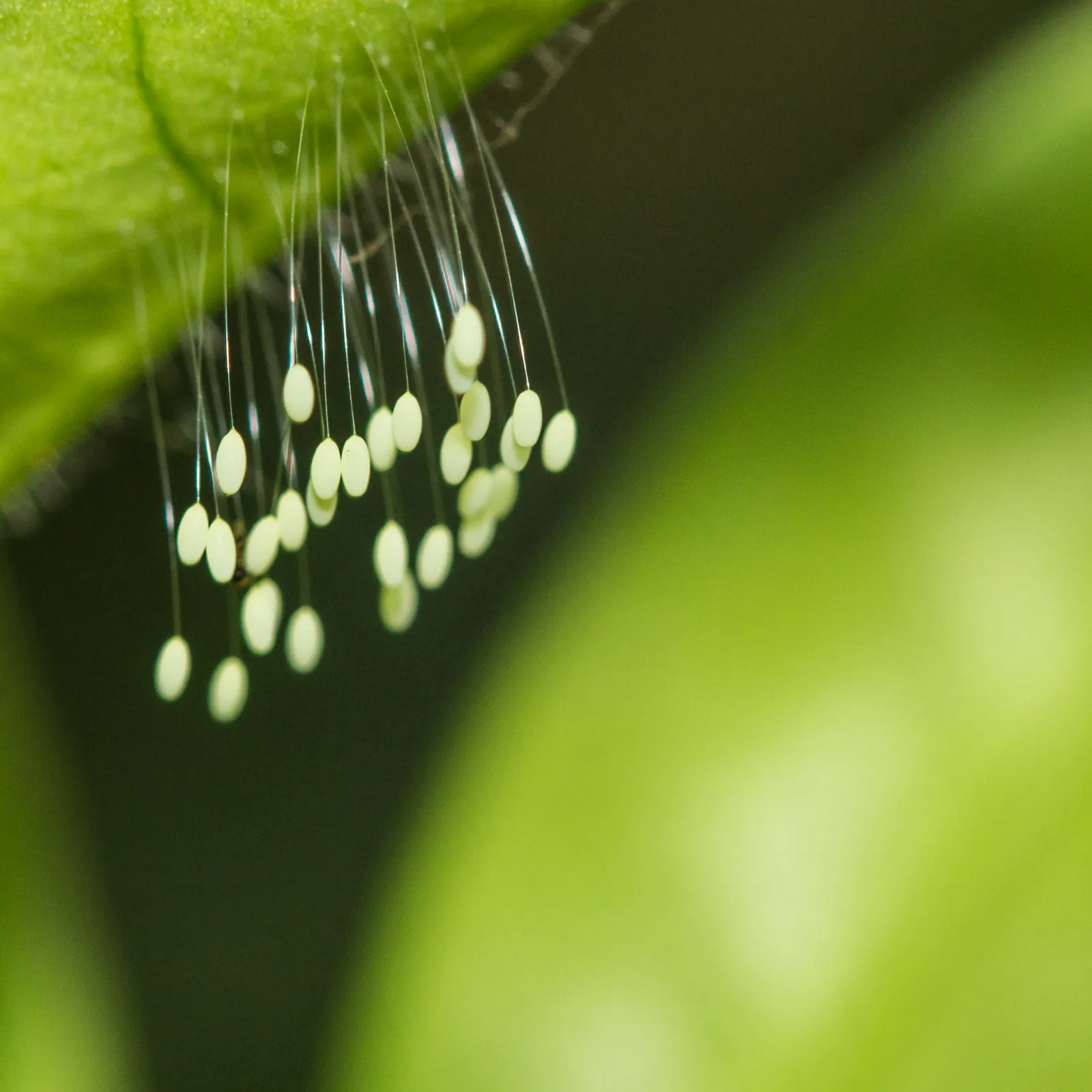 How to identify beneficial insect eggs so you don't accidentally ...