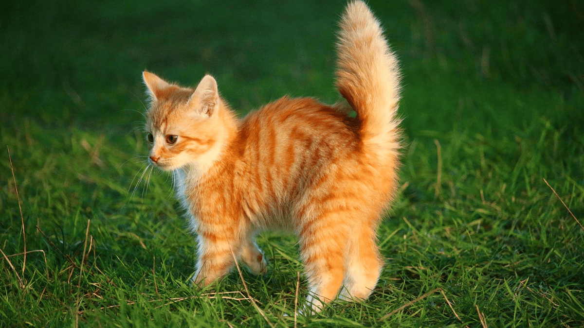 What your cat's tail says about its mood (it will help you understand ...