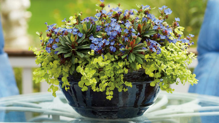 Plant this pretty trailing plant in pots for a summer full of yellow ...