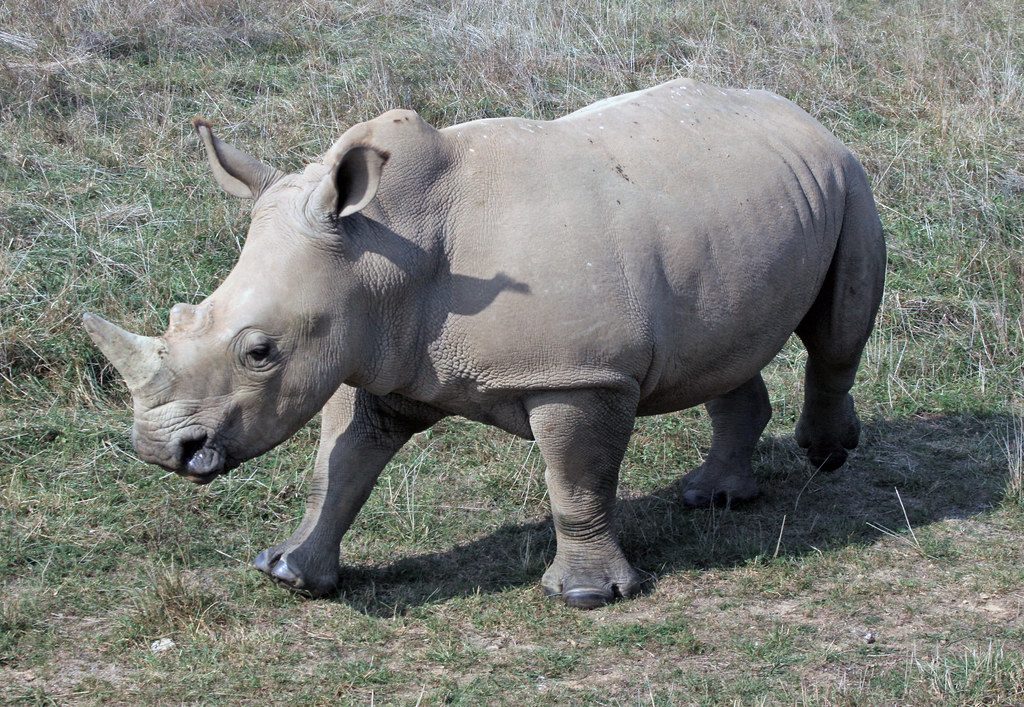 The orphaned baby rhino was too scared to trust anyone until she found ...