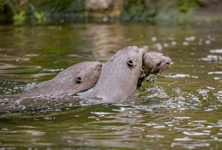 Baby otter triplets go swimming for first time