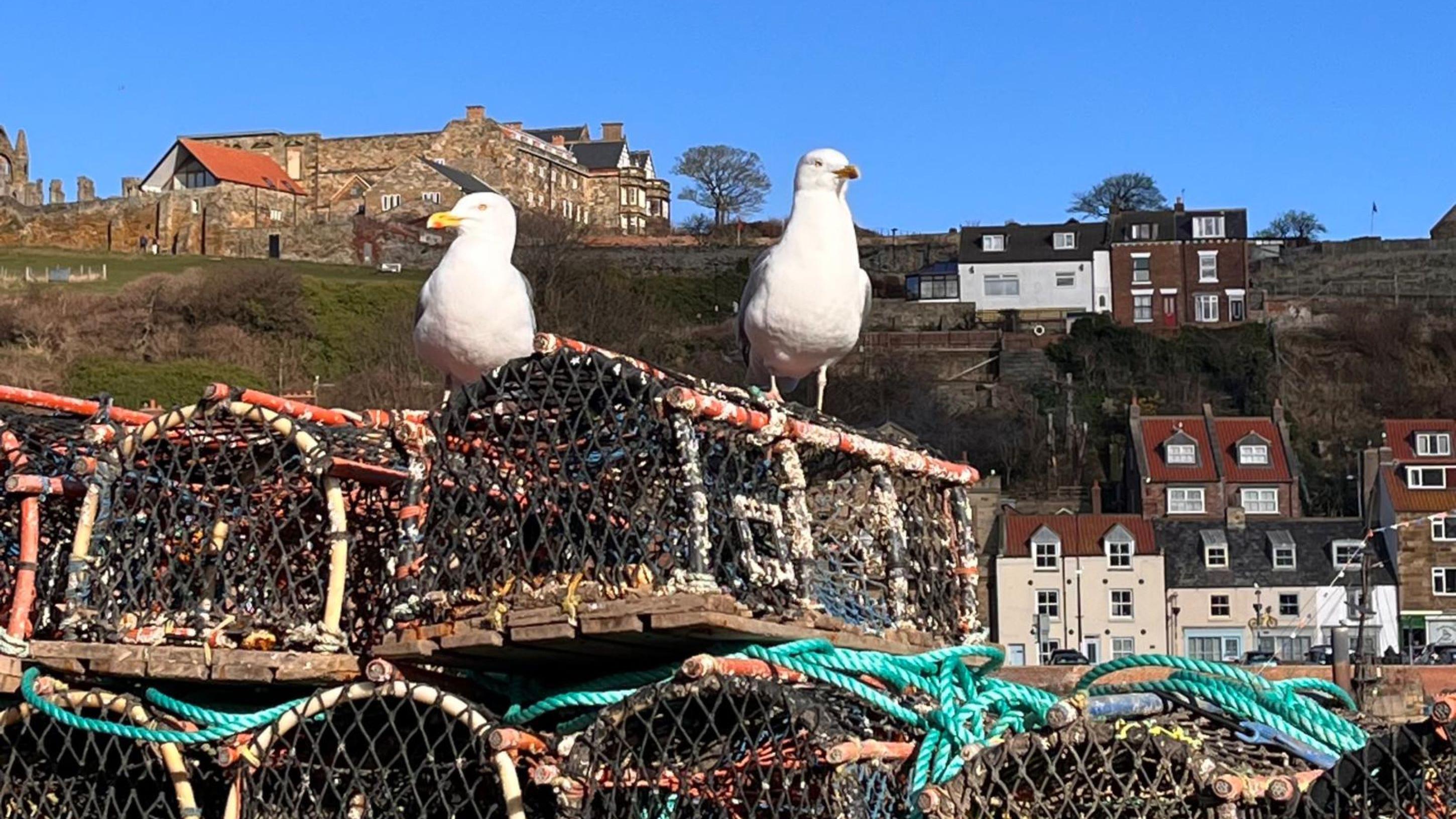 Seagull strategy to include peck-proof bin bags