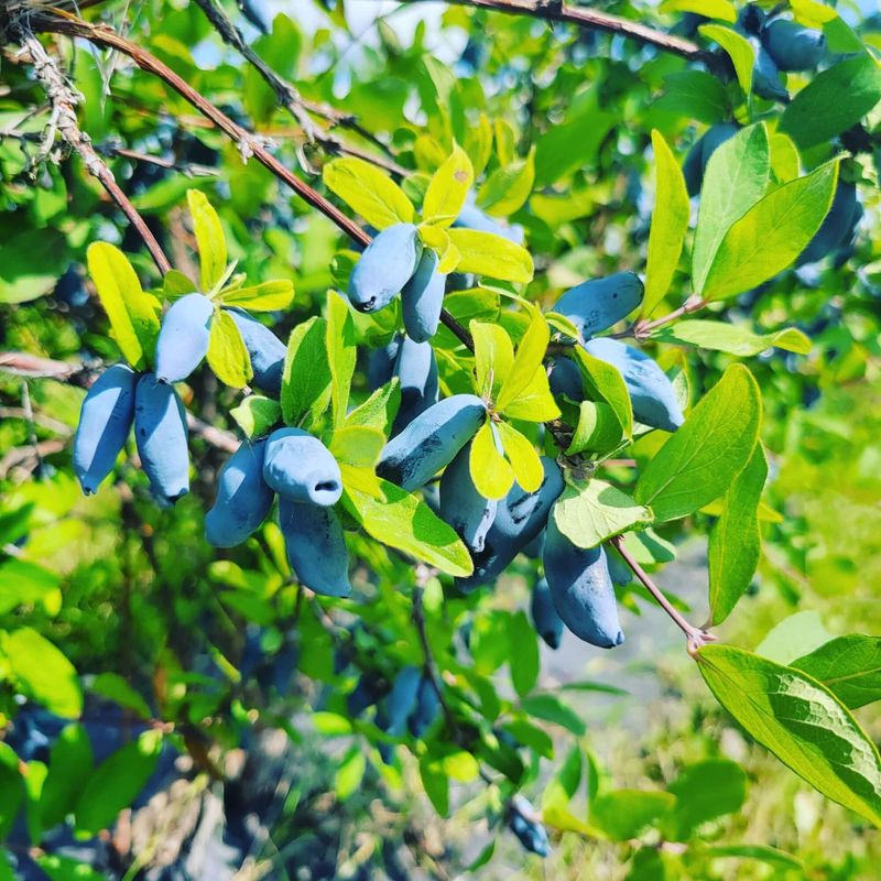 6 rare American berries that are hard to find