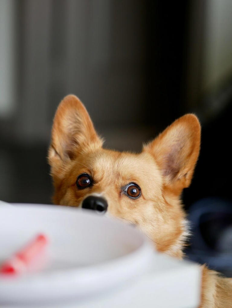 Meet the corgi that’s calling the shots during the NBA Finals: 'In ...