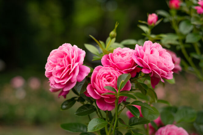 10 common rose problems and how to avoid them in your garden