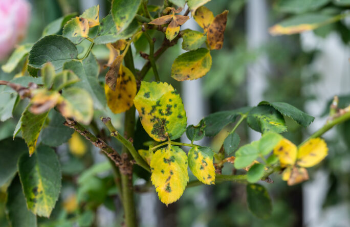 10 common rose problems and how to avoid them in your garden