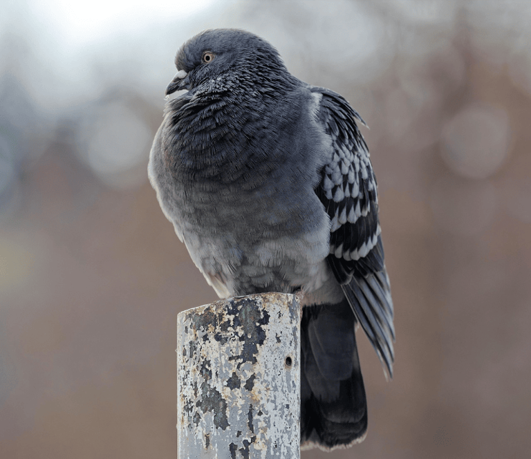 Pigeons may have a hidden compass, and it's not where scientists ...