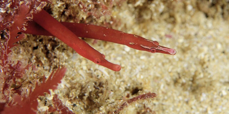 Rare male red pipefish carrying eggs on its trunk spotted in Sydney