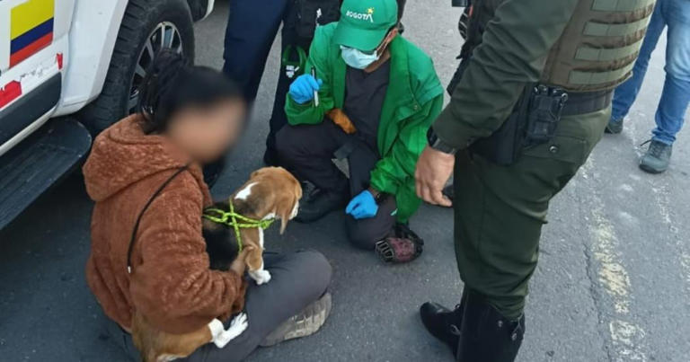 Rescatan a Kira, una perra víctima de maltrato físico en el barrio Las ...