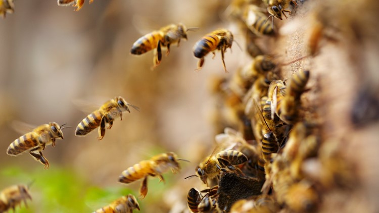 Portion of Lockhart City Park closed Friday due to aggressive bee activity
