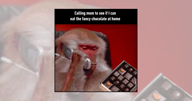 21 chocolate memes comforting cocoa lovers spiritually connected to ...
