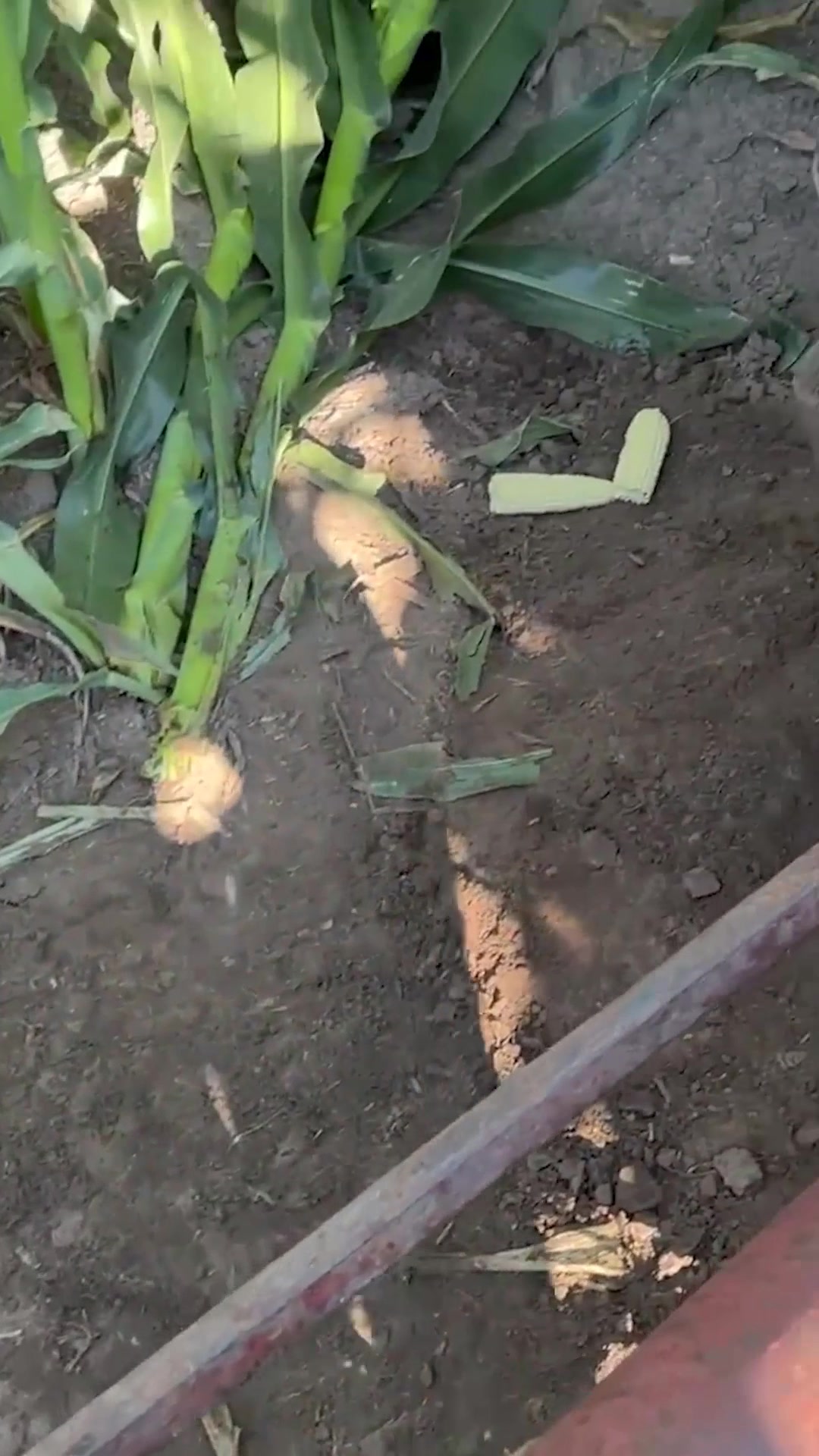 Gearbox issues in the cornfield