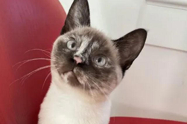 Oregon man awarded nearly $1 million in lawsuit after his cat dies from ...