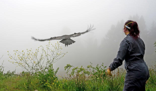 Condors are healthy in their spring medical checkup
