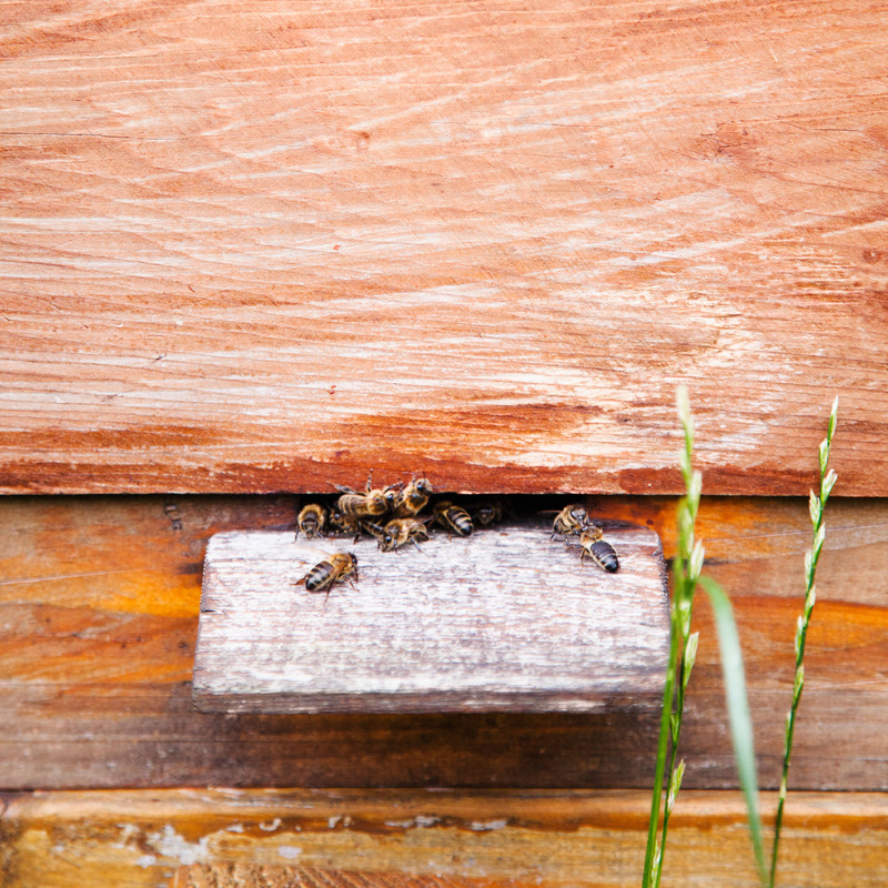 Check your roofs and sheds – it's swarming season for bees, and they're ...