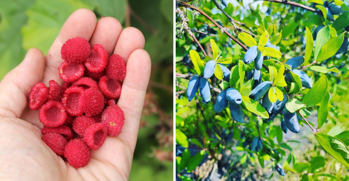 6 rare American berries that are hard to find