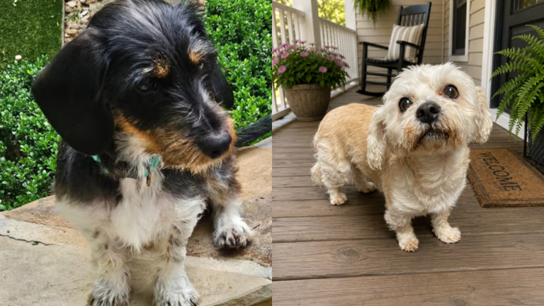 These 10 dogs in Texas are looking for someone to love them