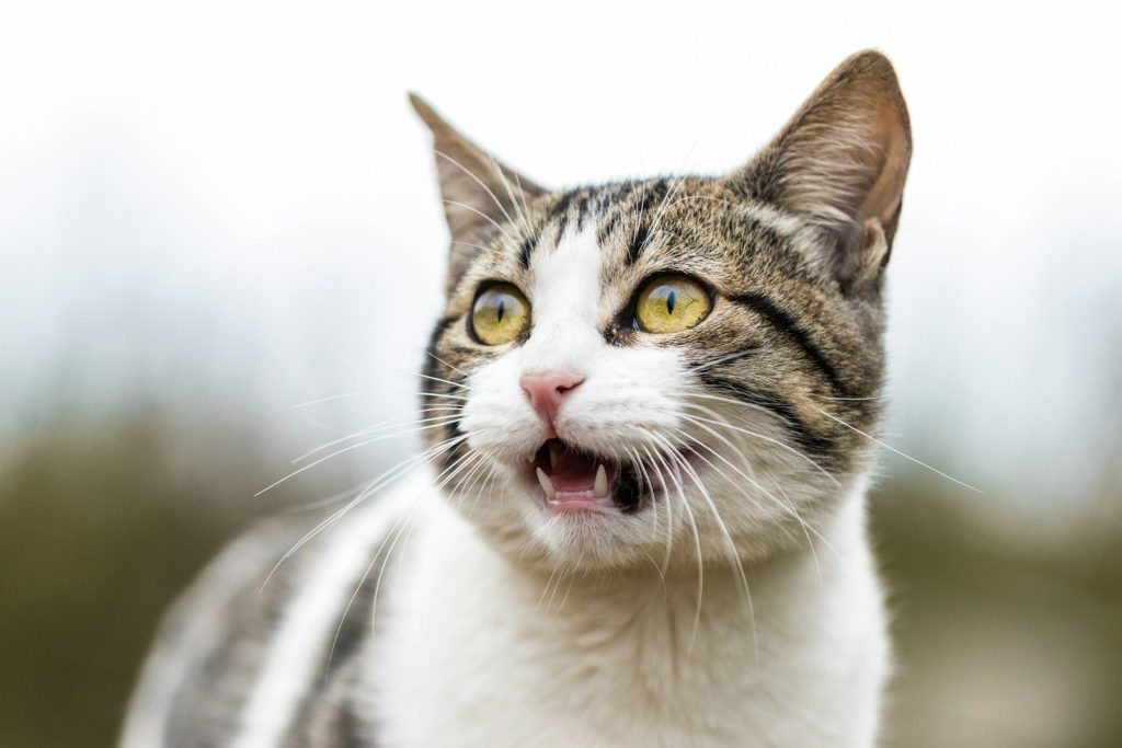 Why does a newly adopted cat cry nonstop?