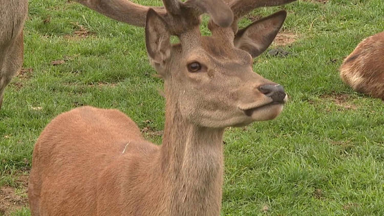 Deer farm near Catawissa gets ready for summer