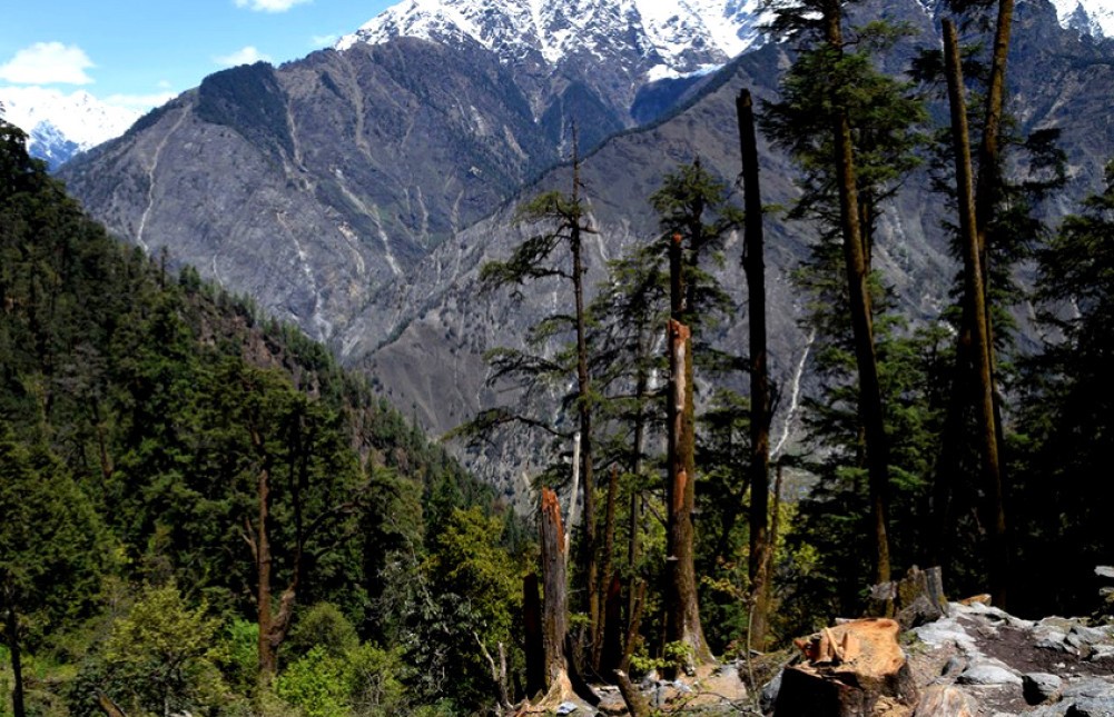 Government allocates Rs12.31 billion for forestry, environment and ...