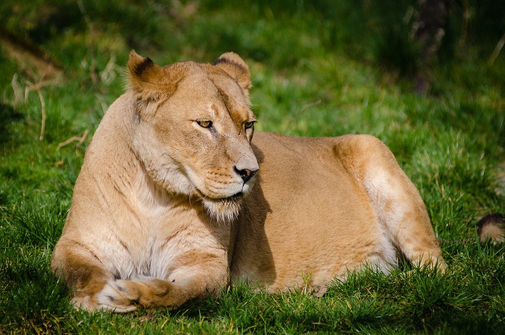 When lions hunt together, it turns into a devastating massacre