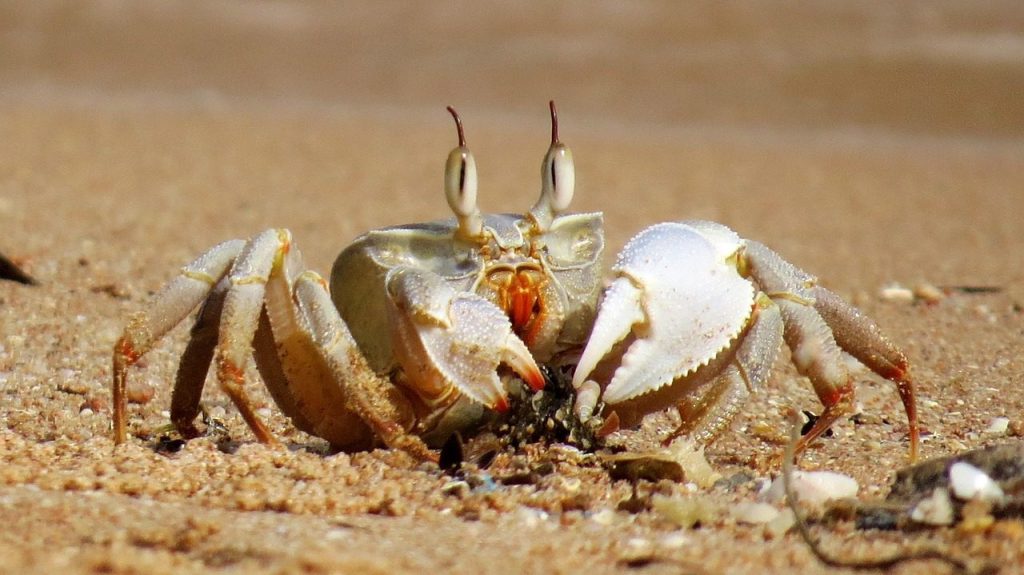 200 million years of side-stepping – the real reason crabs started ...