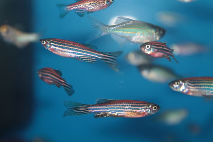 Fish seem to nap like humans