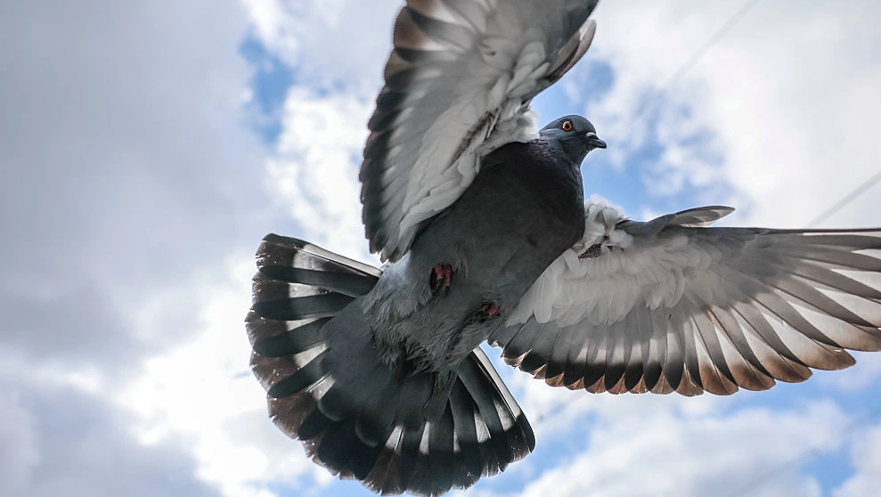 Study finds pigeons navigate using iron-rich liver cells