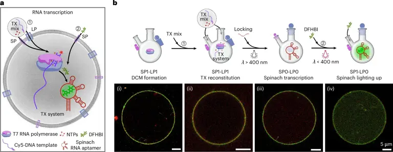 Scientists build synthetic cells with programmable DNA pores