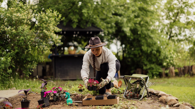 The beautiful flower that can replace peonies — it's hardy and easy to grow