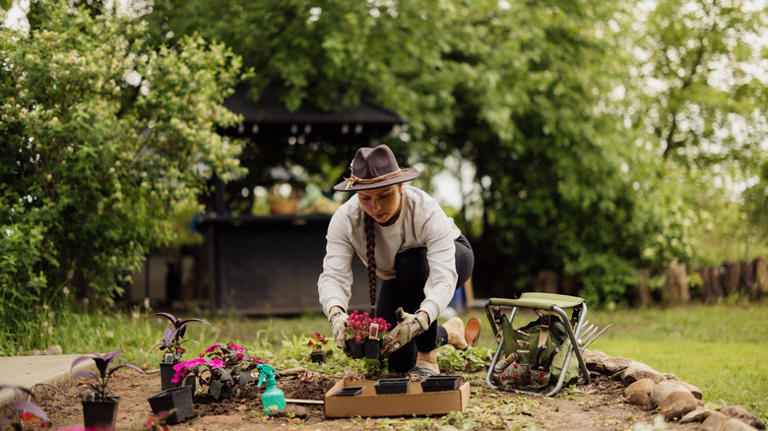 The beautiful flower that can replace peonies — it's hardy and easy to grow