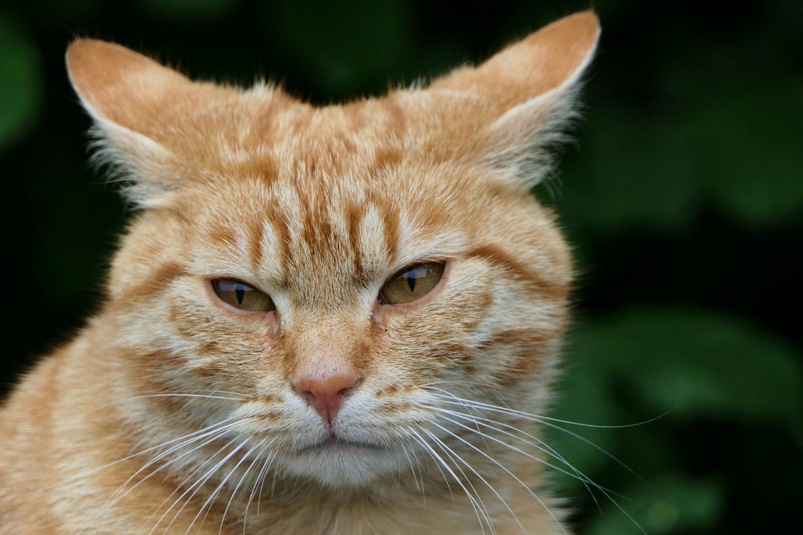 The surprising breeds that stay by your side the longest