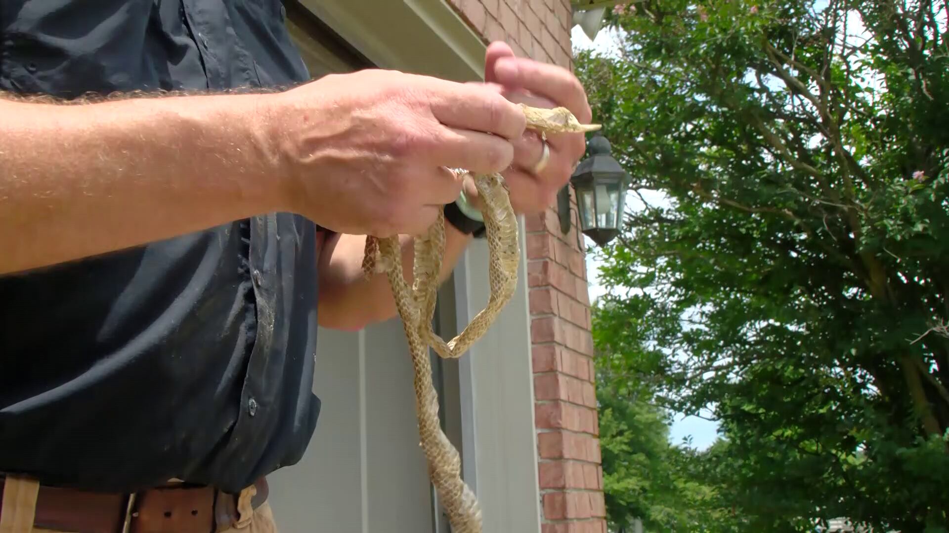 Wildlife removal company reports spike in snake home calls across Mid-South