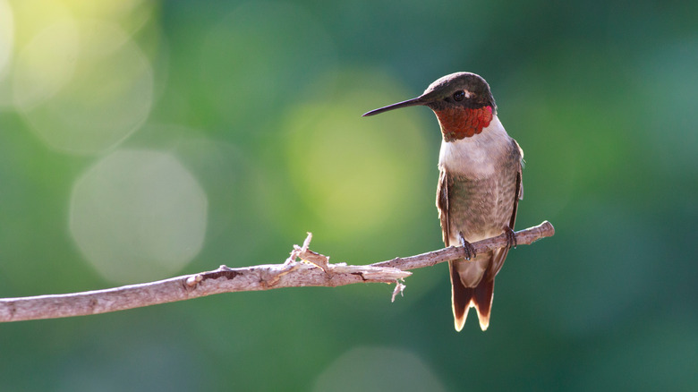 9 reasons hummingbirds are steering clear of your yard